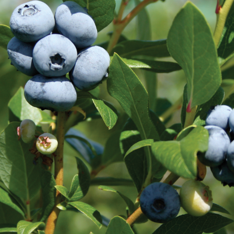 Berry Plants | Nursery